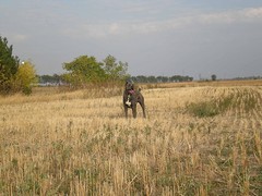 Cane corso muzijak spreman za parenje