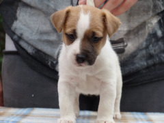 Jack russell kratkodlaki štenci na prodaju