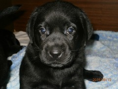 Stenci labrador retrivera na prodaju.