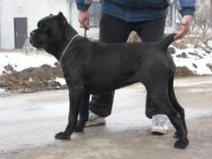 Cane corso (kane korso) stenci