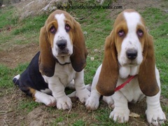 Basset hound - baset stenad