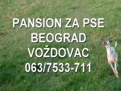 Pansion za pse beograd - voždovac