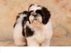 Si - cu, shih - tzu stenci