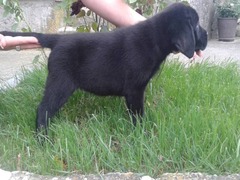 Labrador retriver stenci