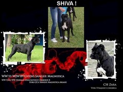 Cane corso, cerka svetskog sampiona gvido