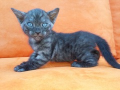 "savannah" macici-kittens