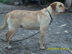 Na prodaju ženka labradora