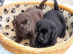 Labrador retriver štenad