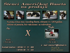 Američki baset štenci na prodaju