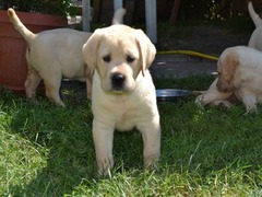 Labrador retriver,stenci odlicne krvne lin