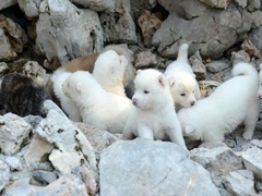 Akita inu stenci