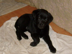 Labrador retriver stenci crni