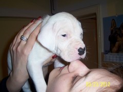 Dogo argentino stenci, dva legla