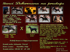 Štenci dobermana na prodaju