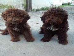 Stenci lagotto romagnolo