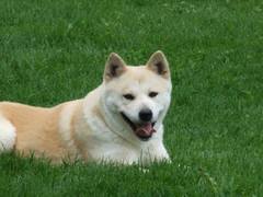 Akita inu stenci odlicnog porekla