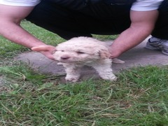 Lagotto romagnolo stenci