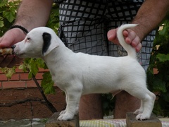 Jack russell terrier