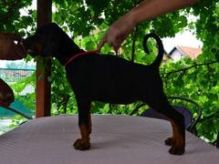 Doberman stenad sampionskih roditelja