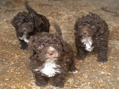 Na prodaju stenci lagotto romagnolo