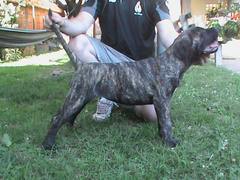 Dogo canario