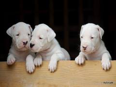 Dogo argentino štenci