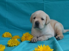 Labrador retriver,stenci odlicne krvne lin