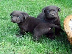 Labrador retriver, prelepi stenci