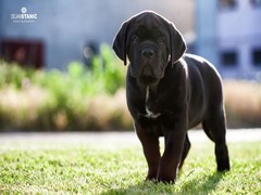 Cane corso, prvo birano musko stene