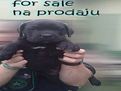 Cane corso prvobirano musko stene