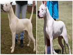 Stenci dogo argentino