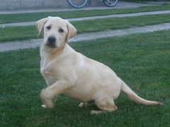 Labrador stenci vrhunskog porekla