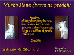 Muško štene čivave na prodaju