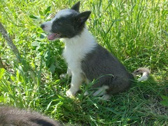 Border collie stenad