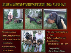 Doberman štenad na prodaju