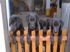 Labrador retriver stenci vrhunskog porekla