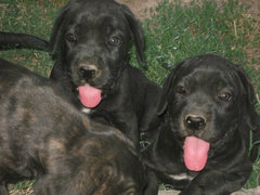 Cane corso stenci