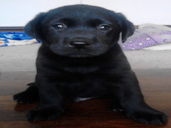 Labrador retriver stenci