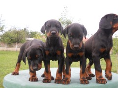 Doberman stenad