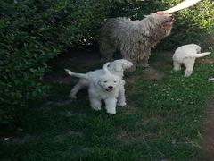 Komondor stenad sampionskog porekla