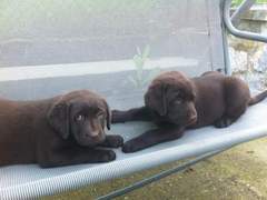 Za prodaju stenci labrador retrivera