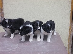 Border collie stenci