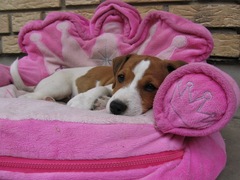 Jack russell terrier - dzek rasel terijer