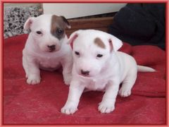 Jack russell terrier ( dzek rasel terijer