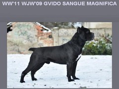 Cane corso štenci