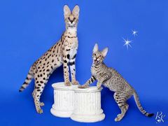 Savannah macici-kittens