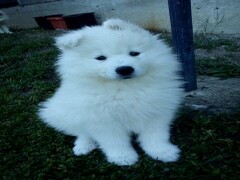 Samojed