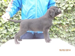 Stenci labrador retrivera, vrhunski