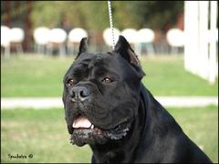 Cane corso, najava legla