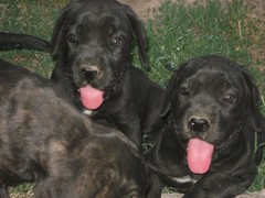 Cane corso stenci